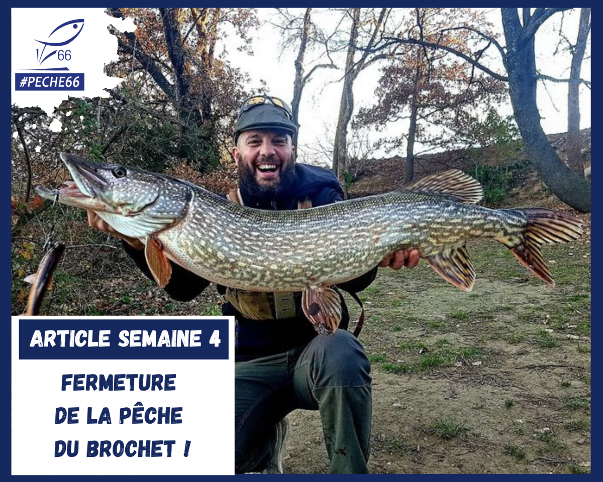 Fermeture De La Pêche Du Brochet Fédération Des Pyrénées Orientales